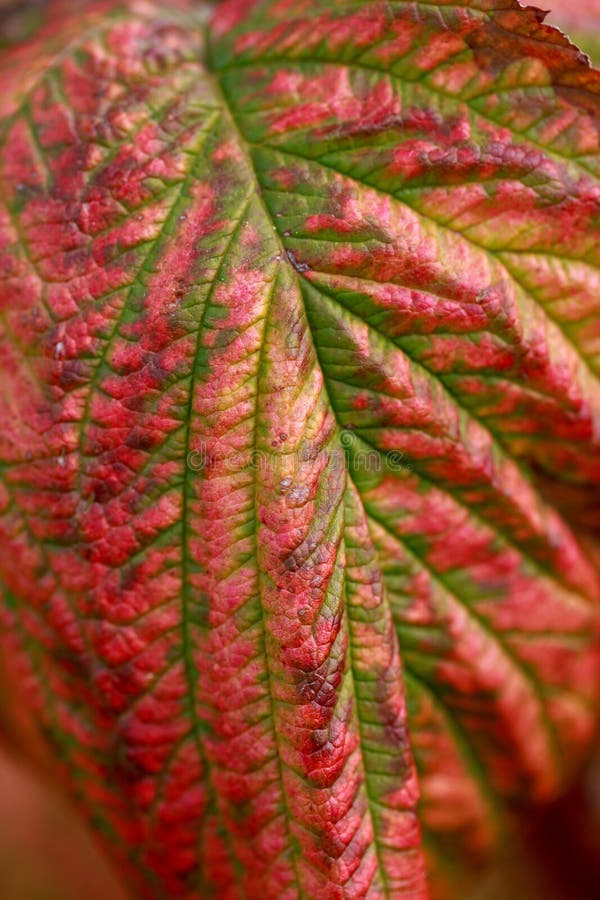 Raspberry leaf background stock photo. Image of environmental - 261046190