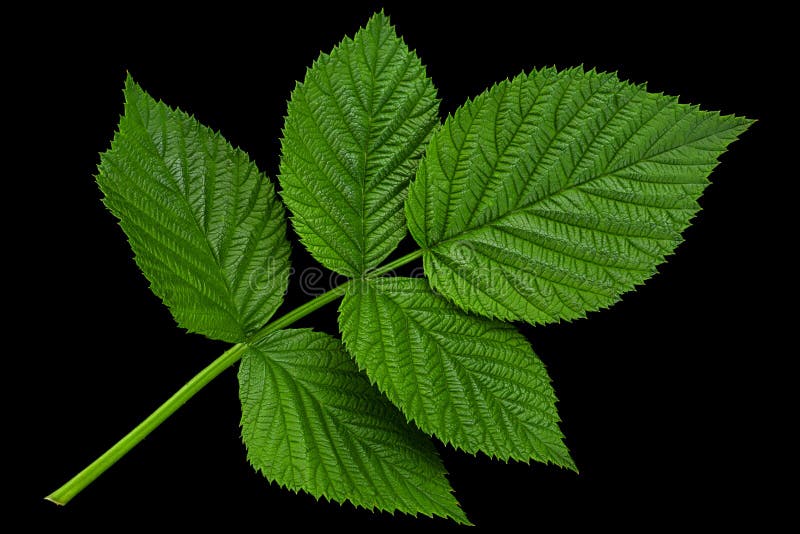 Raspberry leaf on black stock image. Image of organic - 197748597