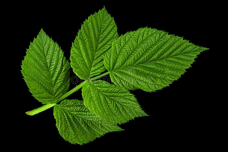 Raspberry leaf on black stock image. Image of organic - 197748597