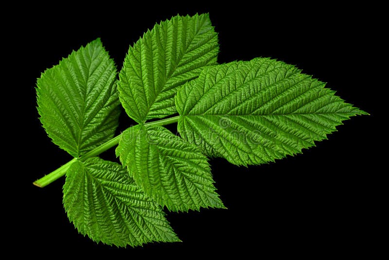 Raspberry leaf on black stock image. Image of spring - 197748451
