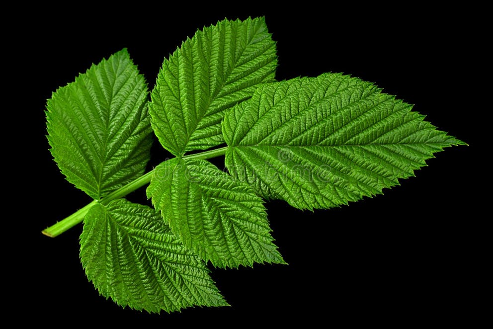 Raspberry leaf on black stock image. Image of spring - 197748451