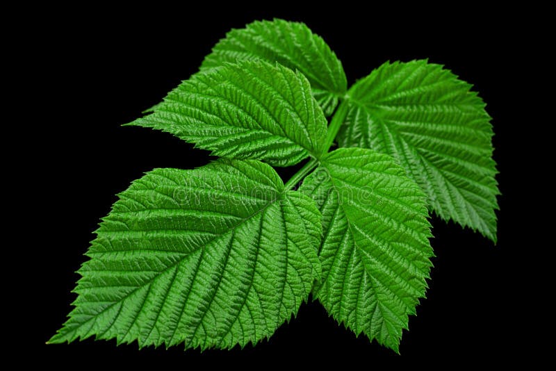 Raspberry leaf on black stock image. Image of organic - 197748597