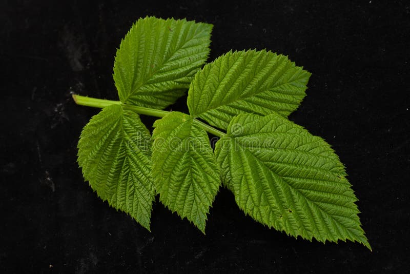 Raspberry leaf on black stock image. Image of studio - 242856367