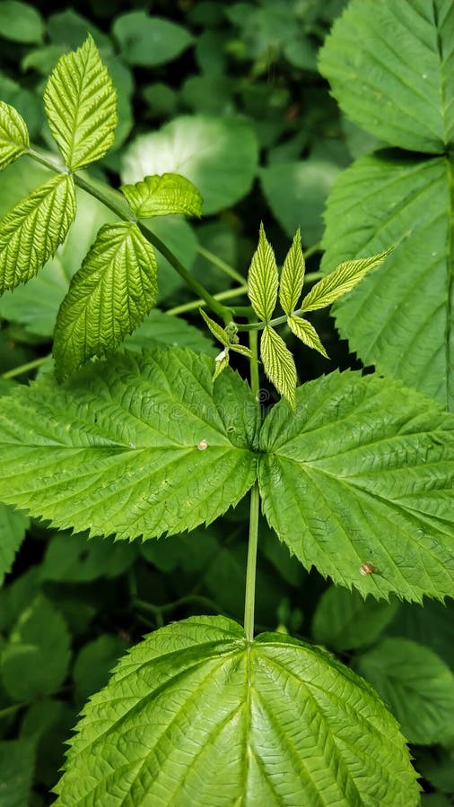 Raspberry Leaf Closeup on a Background of Forest Green Leaves with an ...