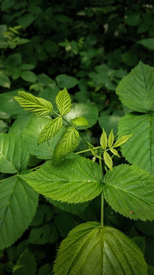 Raspberry Leaf Closeup on a Background of Forest Green Leaves in a Dark ...