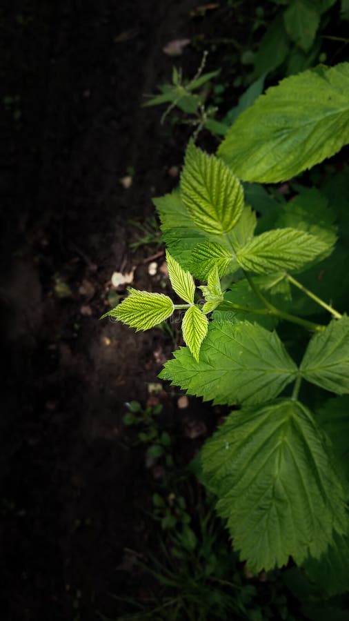 Raspberry Leaf Closeup on the Background of the Forest Trails and Green ...