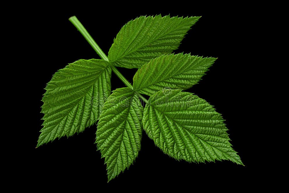 Raspberry leaf on black stock image. Image of flora - 150477829