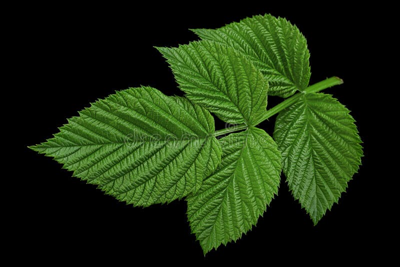Raspberry leaf on black stock image. Image of nature - 152365029