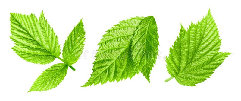 Raspberries Leaves Isolated on a White Background Clipping Path Stock ...