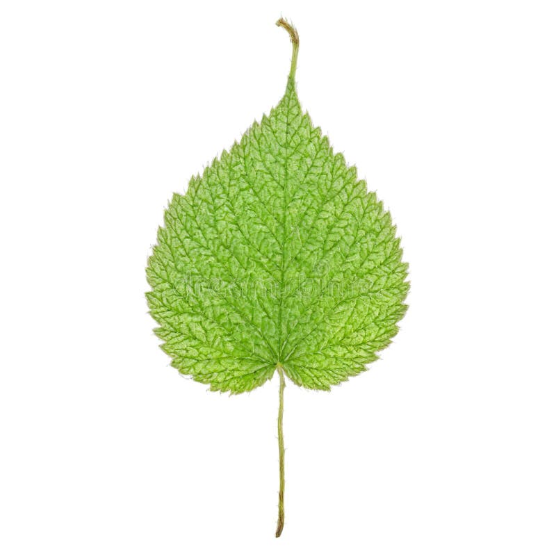 Raspberry Leaf Compound Yellow Leaf with Serrated Leaflets and a ...