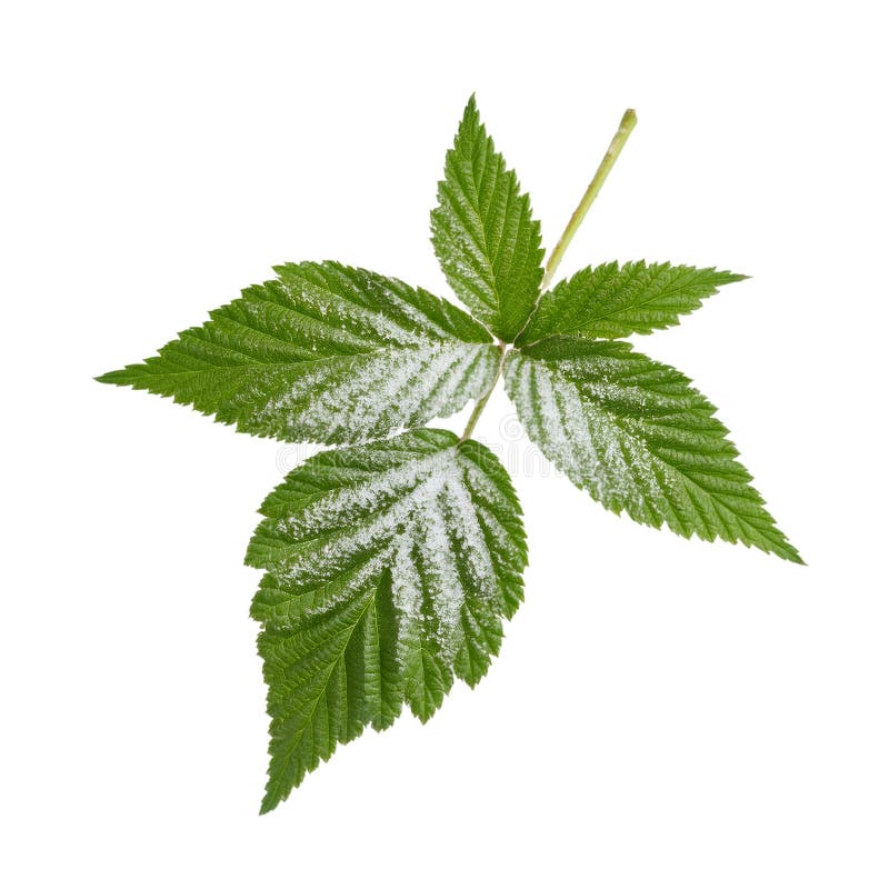 Raspberry Leaf Covered with Snow Isolated on Transparent Background ...