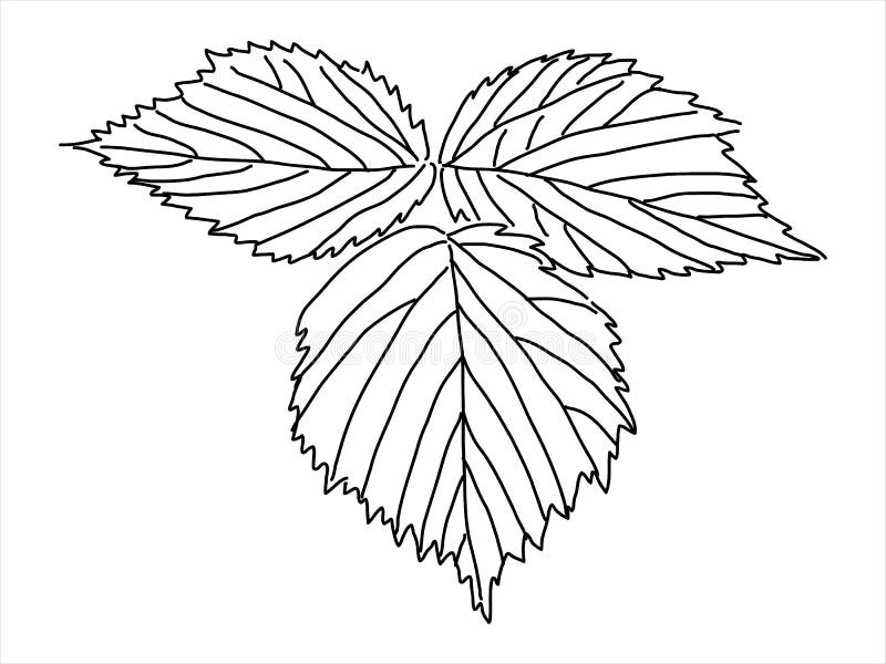Raspberry Leaf Stock Illustrations – 16,077 Raspberry Leaf Stock ...