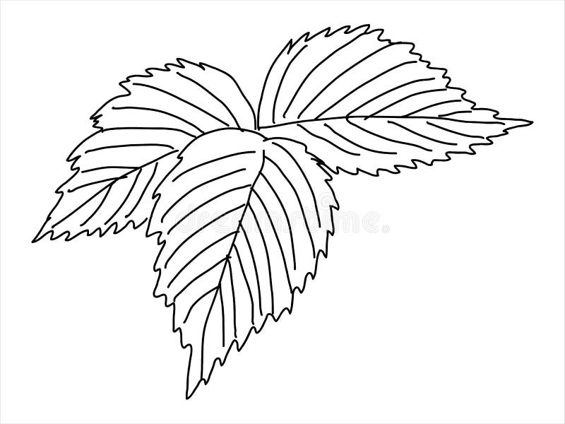 Raspberry Leaf in the Doodle Style Stock Vector - Illustration of ...