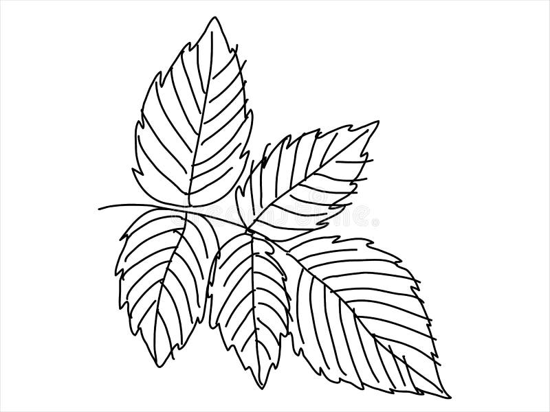 Raspberry Leaf Stock Illustrations – 16,077 Raspberry Leaf Stock ...