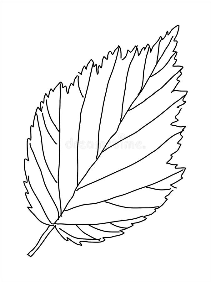 Raspberry Leaf in the Doodle Style Stock Vector - Illustration of ...