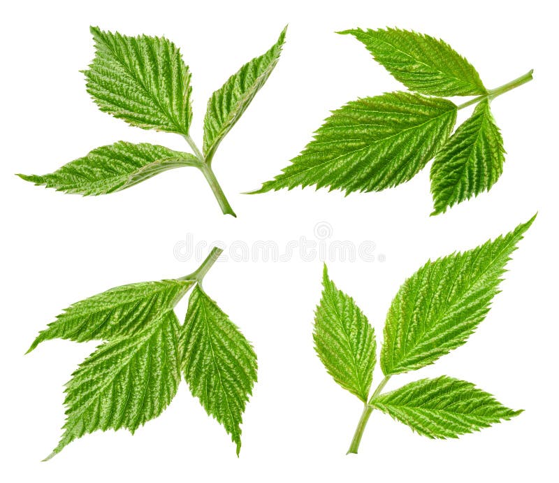 Raspberry leaf isolated stock image. Image of ripe, white - 147239541