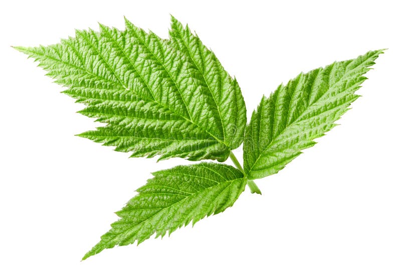 Raspberry leaf isolated stock image. Image of sweet - 141637667