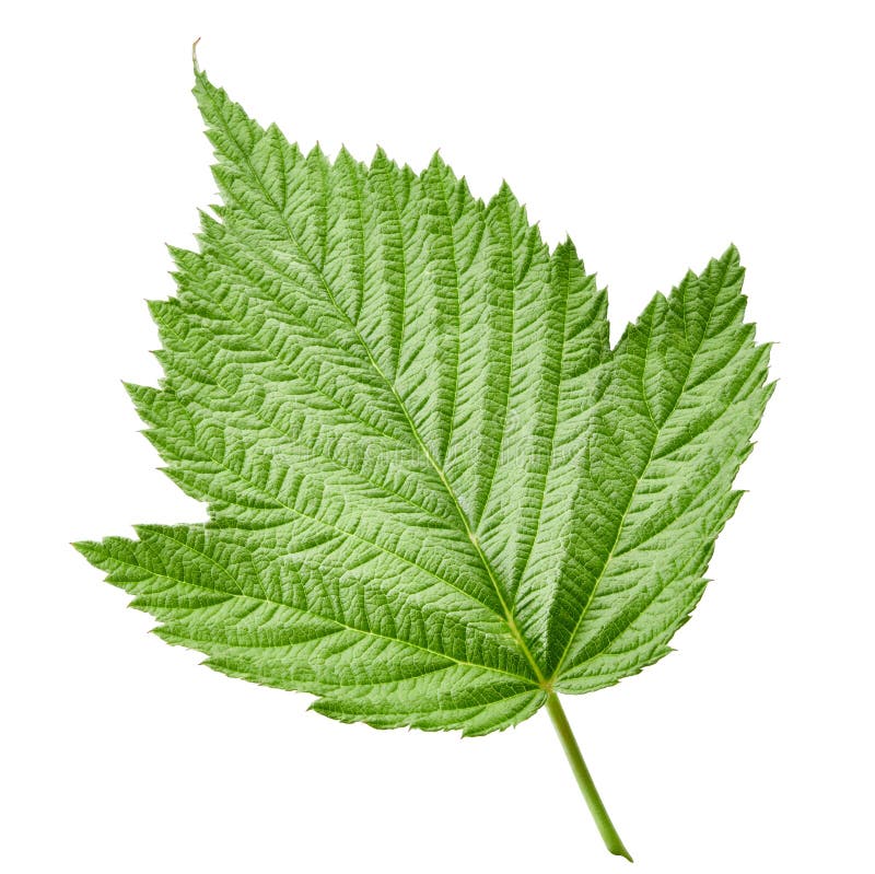 Raspberry leaf isolated stock photo. Image of lush, leaf - 142302066