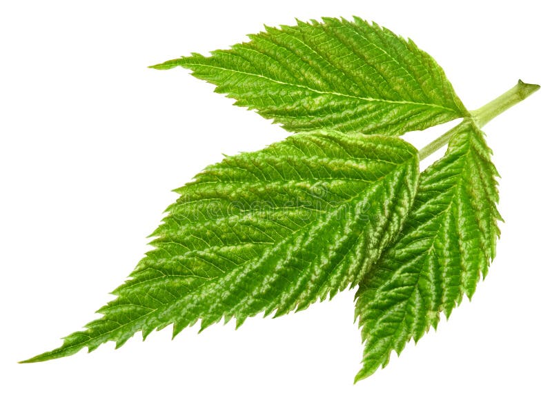 Raspberry leaf isolated stock photo. Image of healthy - 143153774