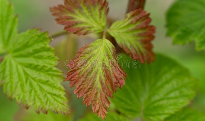 Raspberry leaf stock image. Image of green, juicy, foliage - 241314031
