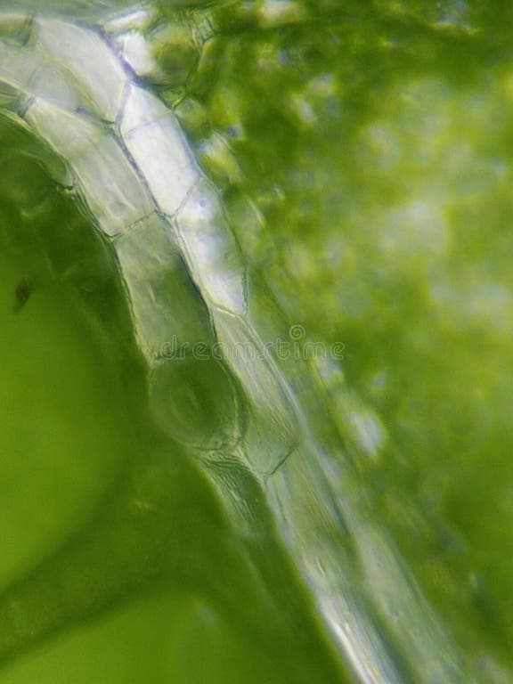 Raspberry Leaf Microscopic stock photo. Image of magnification - 96952038