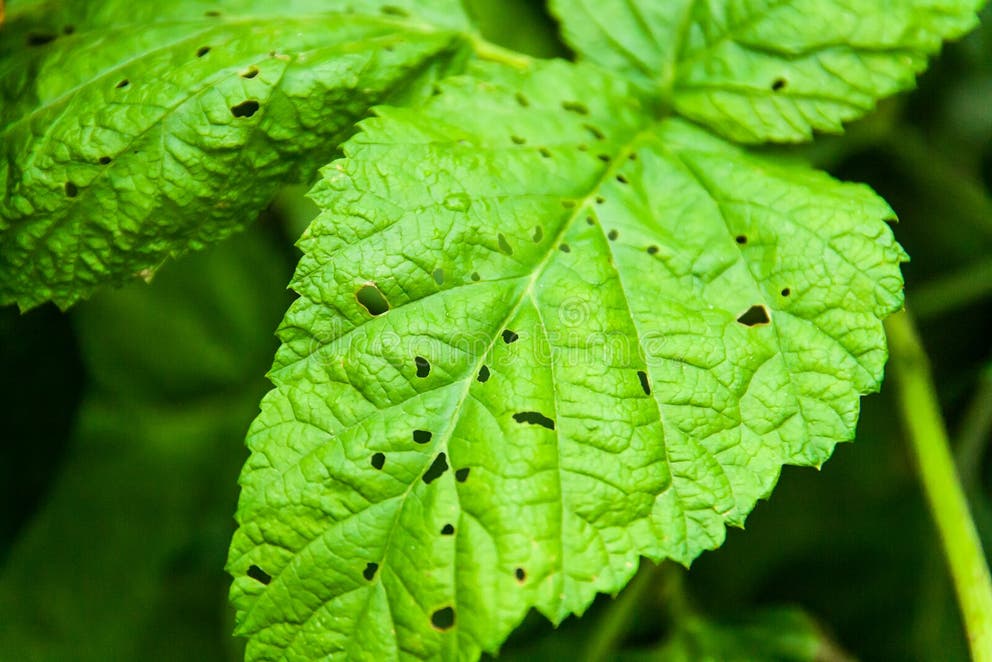 Raspberry leaf pierced stock photo. Image of green, spring - 59687648