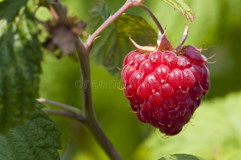 Raspberry with leaf stock photo. Image of people, summer - 34757482
