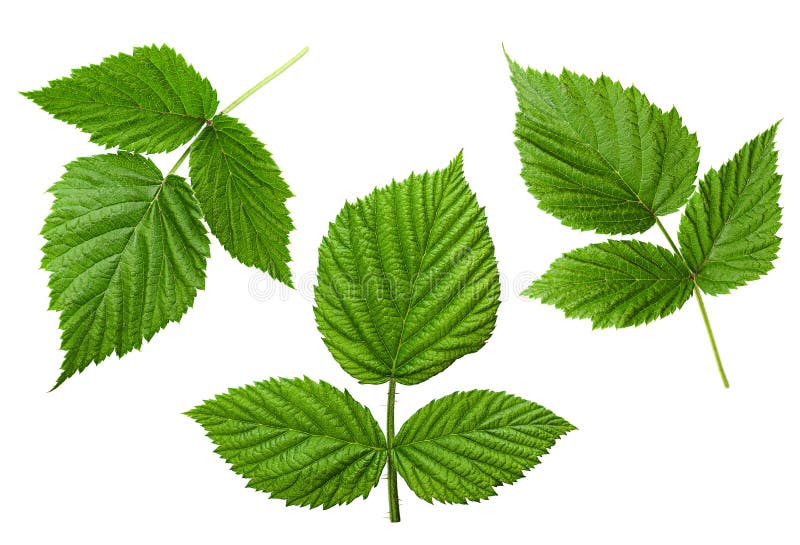 Raspberry With Leaf Stock Image Image Of Raspberry Summer 34567805
