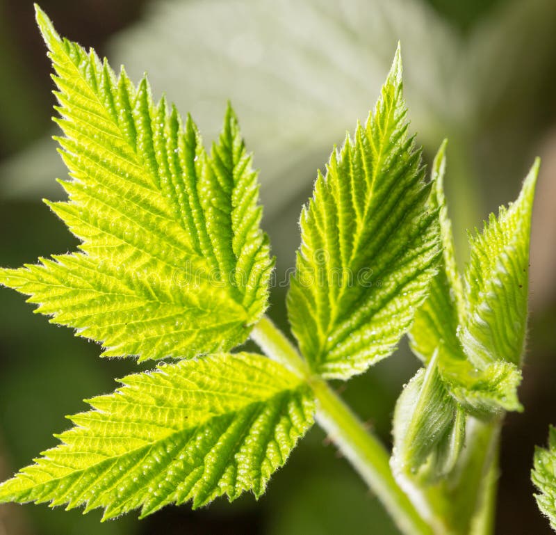 Raspberry Leaf Spring in Nature. Close-up Stock Image - Image of ...