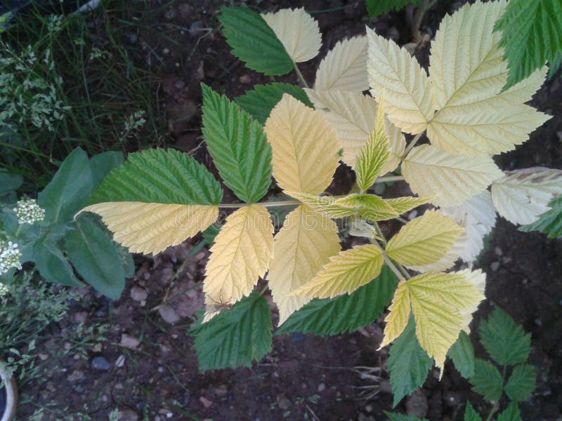 Raspberry stock image. Image of homemade, green, diversity - 101930891