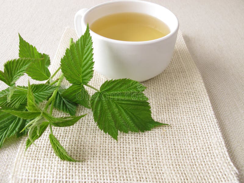 Raspberry leaf tea stock photo. Image of herbal, herbalism - 57430374
