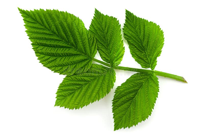 Raspberry With Leaf Stock Image Image Of Raspberry Summer 34567805