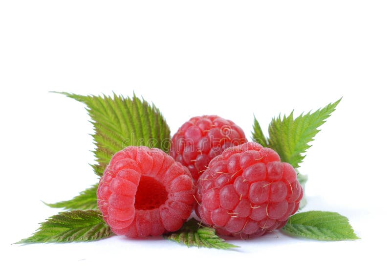 Raspberry with leaves stock photo. Image of raspberry - 10288016