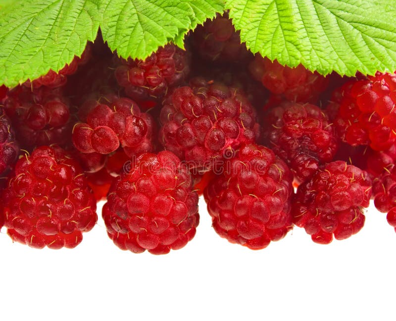 Raspberry with leaves stock photo. Image of healthy, nutrition - 11540580