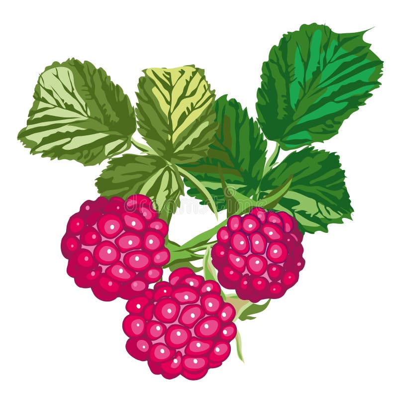 Blueberries stock vector. Illustration of clipart, plant - 1754693