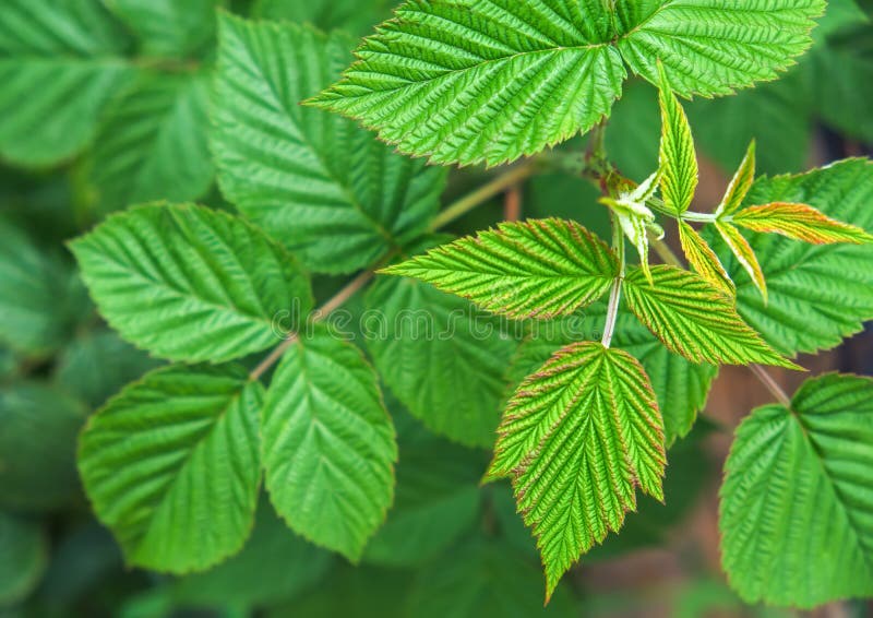 Raspberry Leaves Background. Closeup Stock Photo - Image of freshness ...