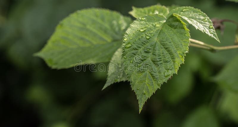 Raspberry Leaves Background Stock Image - Image of drops, green: 140269275
