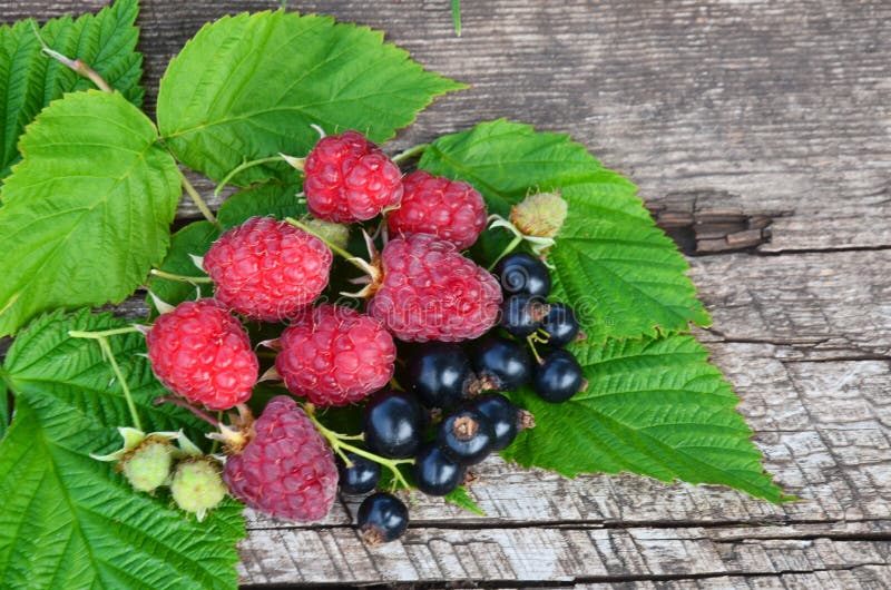 Raspberry Leaves and Black Currant on the Board Stock Image - Image of ...