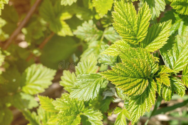 Raspberry Leaves on a Bush Close-up Stock Photo - Image of raspberry ...