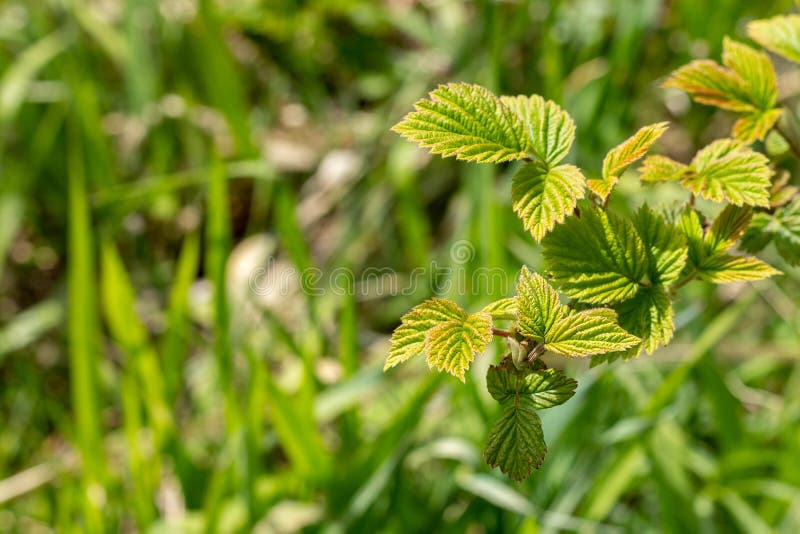 Raspberry Leaves on a Bush Close-up Stock Image - Image of healthy ...