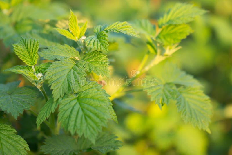Raspberry leaves on bush stock photo. Image of macro - 119146058