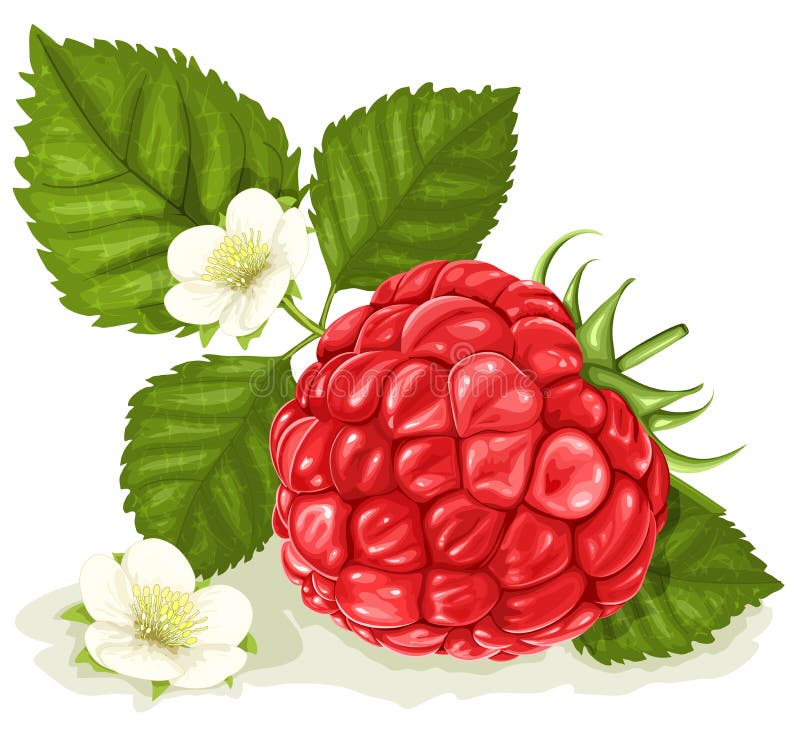 Raspberry fruit stock illustration. Illustration of closeup - 29419112