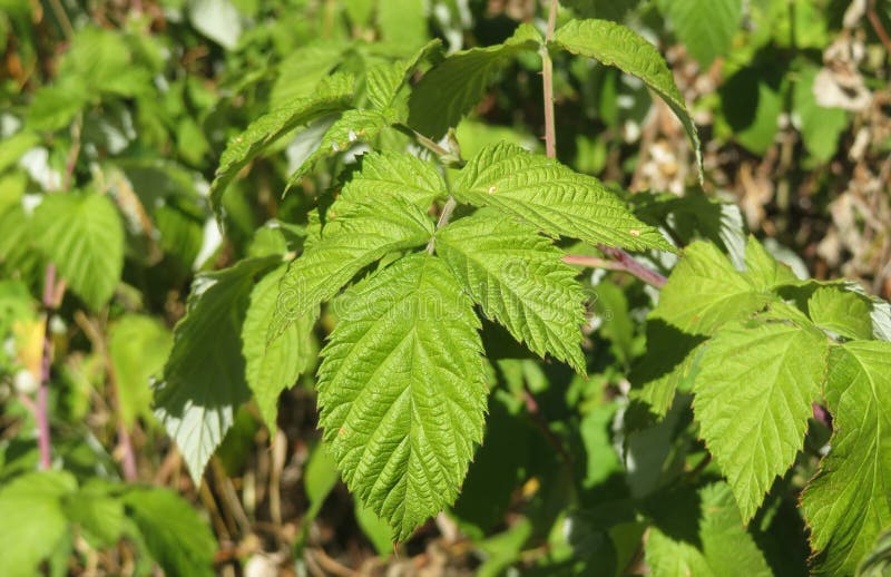 Raspberry Leaves in the Garden, Closeup Stock Image - Image of botany ...