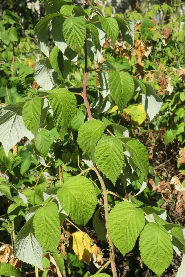 Raspberry Leaves in the Garden, Closeup Stock Image - Image of green ...