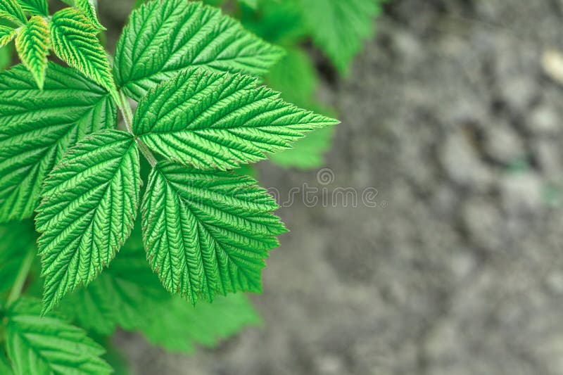 Raspberry Leaves on a Gray Background. Health Concept Stock Photo ...