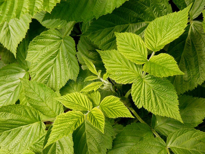 Raspberry leaves stock image. Image of leaves, gardening - 40908863
