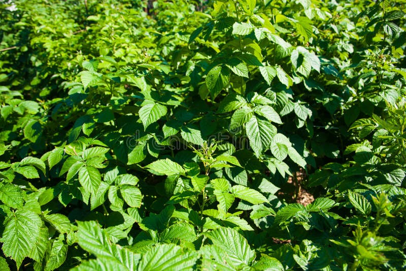 Raspberry leaves stock photo. Image of bush, branch, food - 88694606