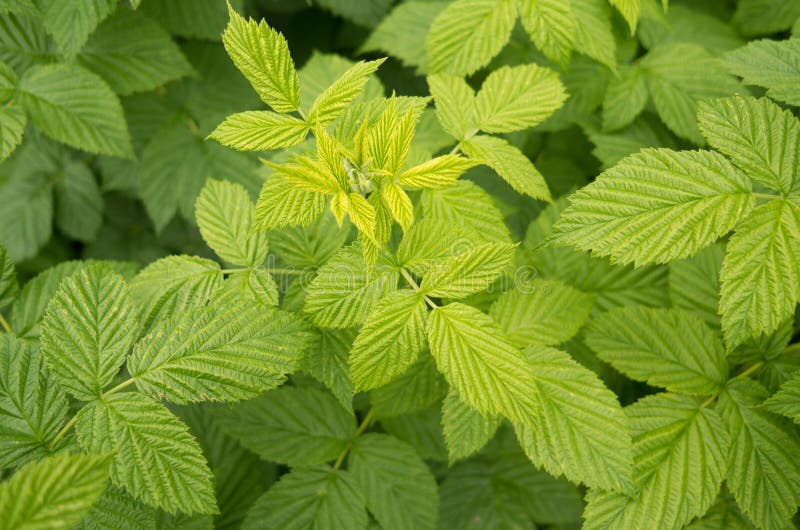 Raspberry leaves stock photo. Image of plant, cultivation - 32648952