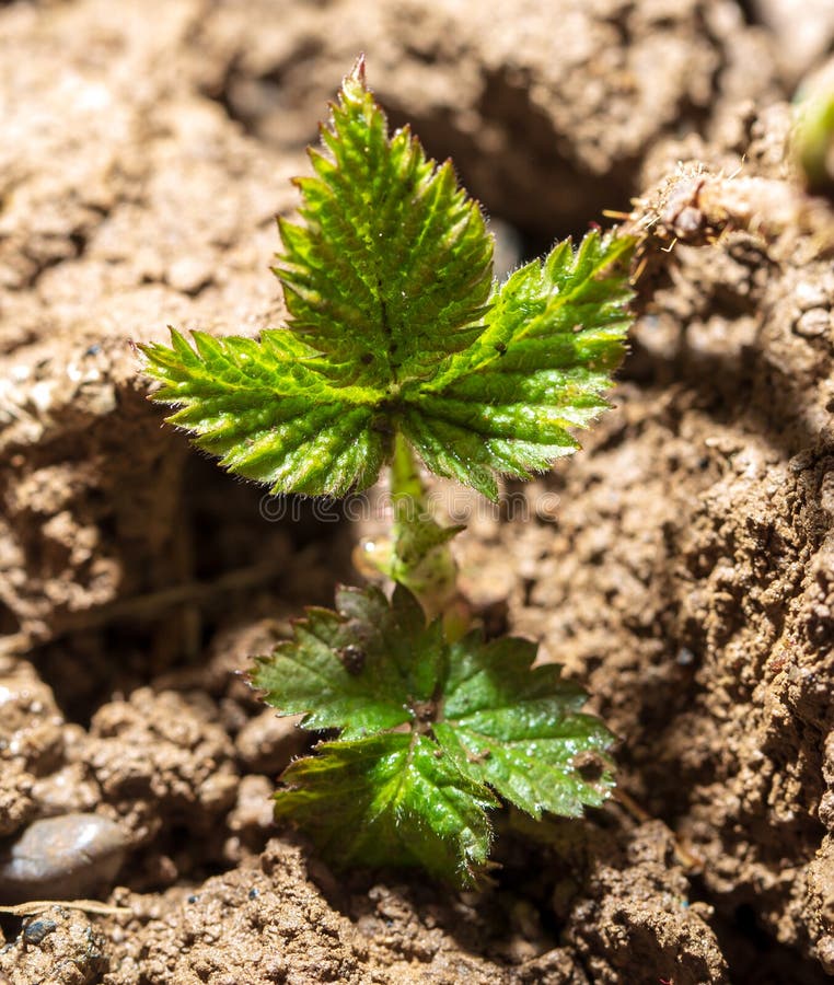 Raspberry Leaves in the Ground in Spring Stock Photo - Image of tree ...