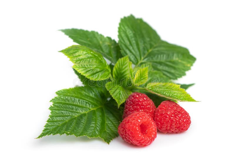Raspberry with Leaves. Raspberry Isolated on White Background Stock ...